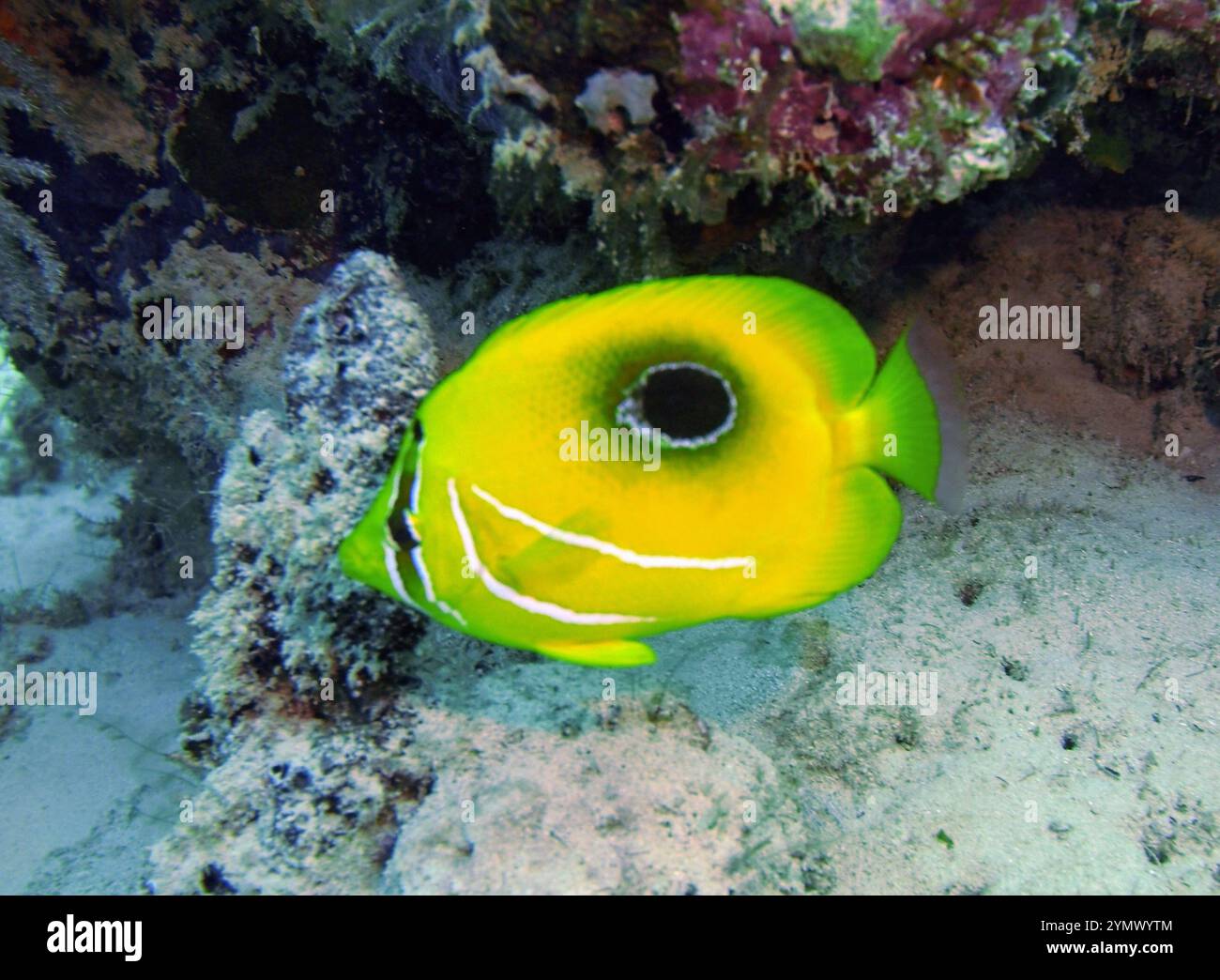 Poisson papillon, exploration en haute mer 2025. Les papillons sont un ...