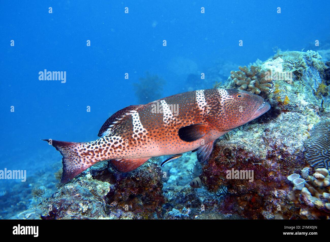 Poisson de mérou, poisson d'eau salée de mérou exploration en haute mer ...