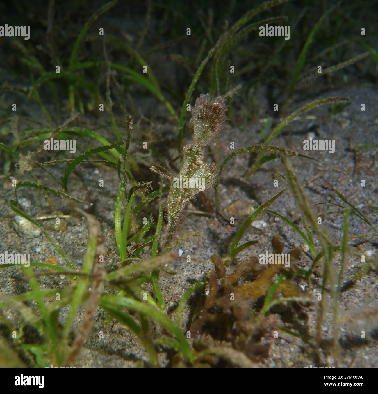 Hippocampe exploration en haute mer 2025. Un hippocampe est l'une des ...