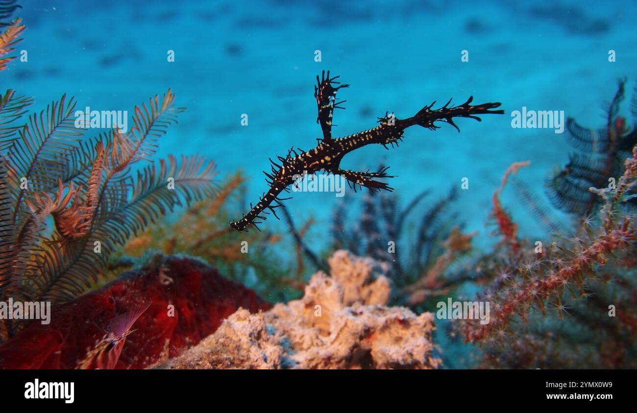 Hippocampe exploration en haute mer 2025. Un hippocampe est l'une des ...