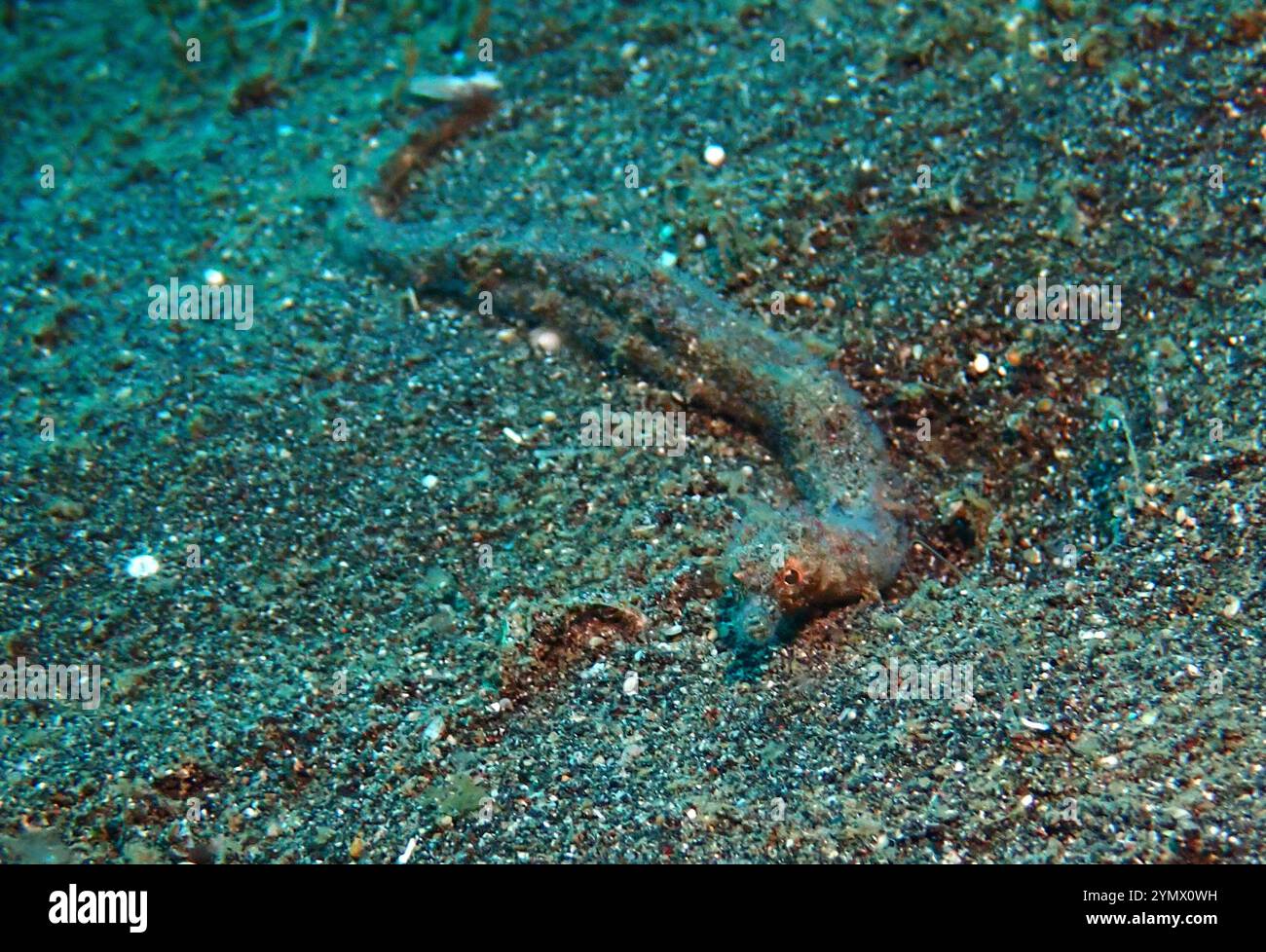 Hippocampe exploration en haute mer 2025. Un hippocampe est l'une des ...