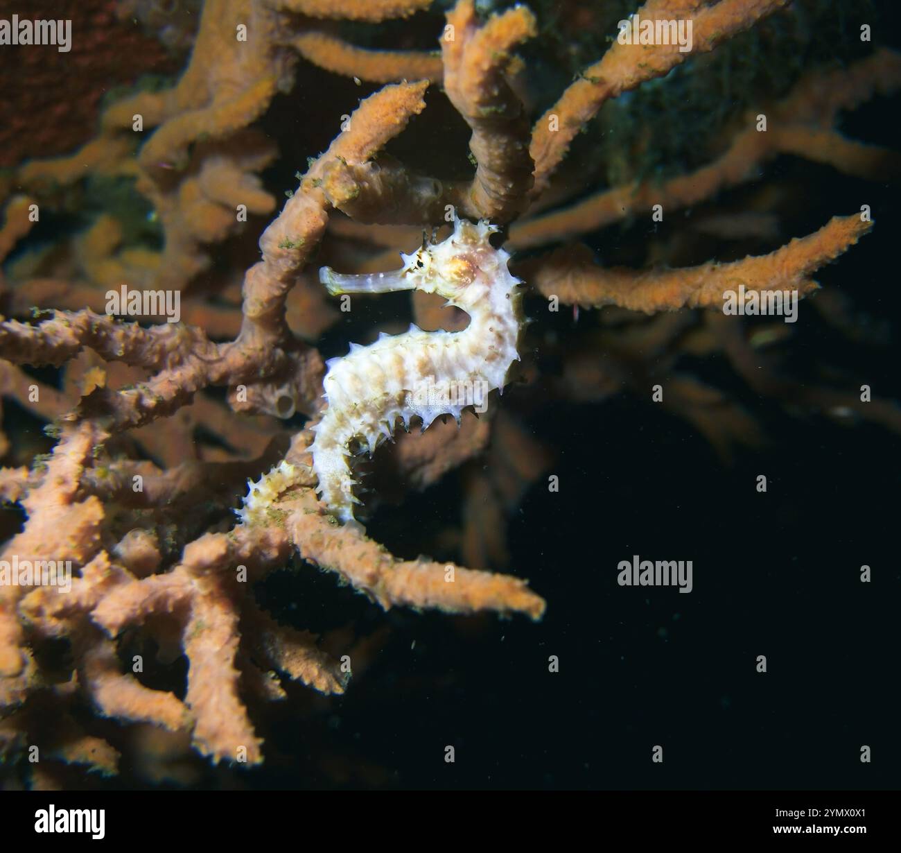 Hippocampe exploration en haute mer 2025. Un hippocampe est l'une des ...