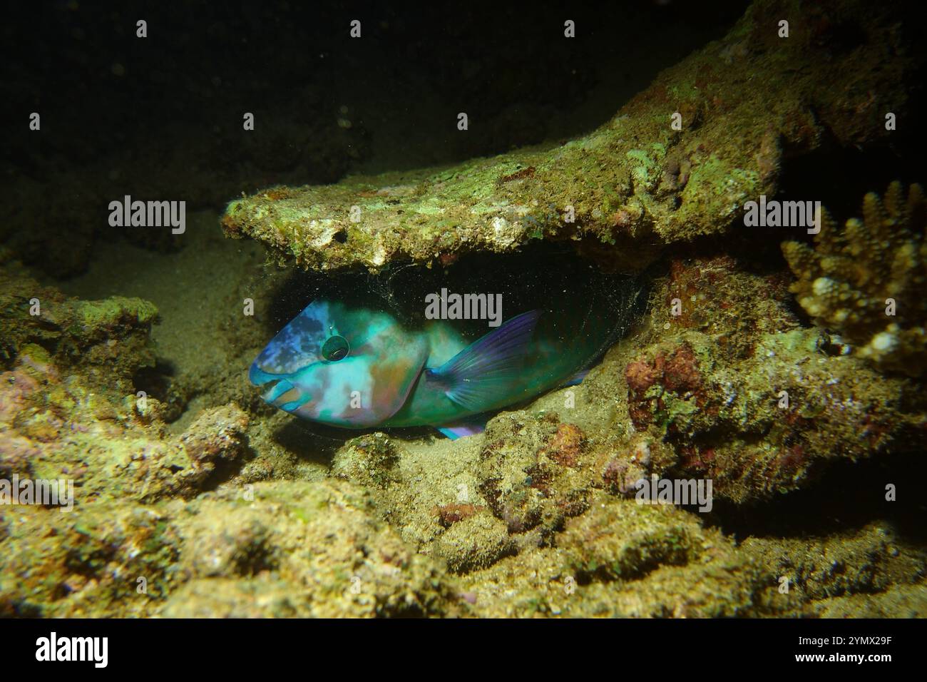 Perroquet, exploration en haute mer 2025. Les poissons perroquets sont ...