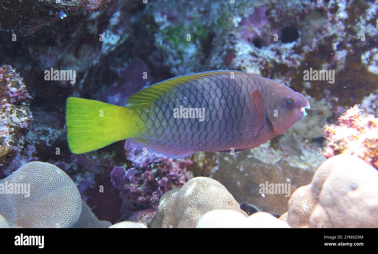 Perroquet, exploration en haute mer 2025. Les poissons perroquets sont ...