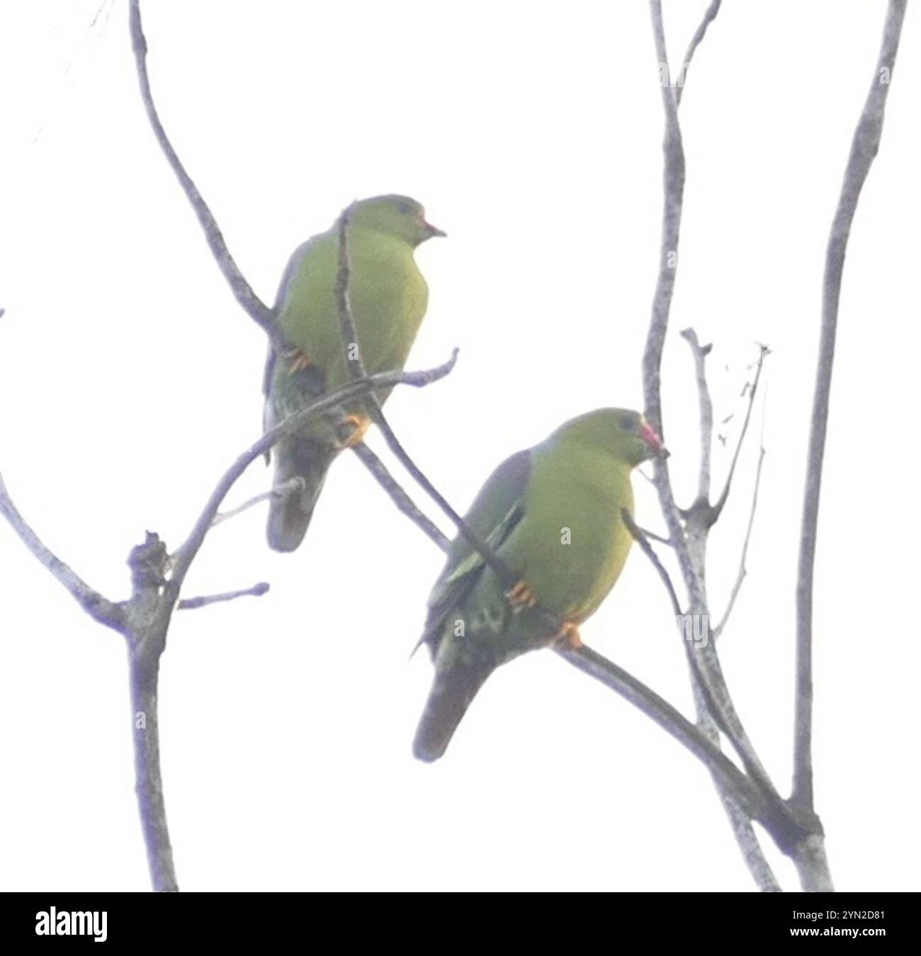 African green pigeon Banque d'images détourées - Alamy