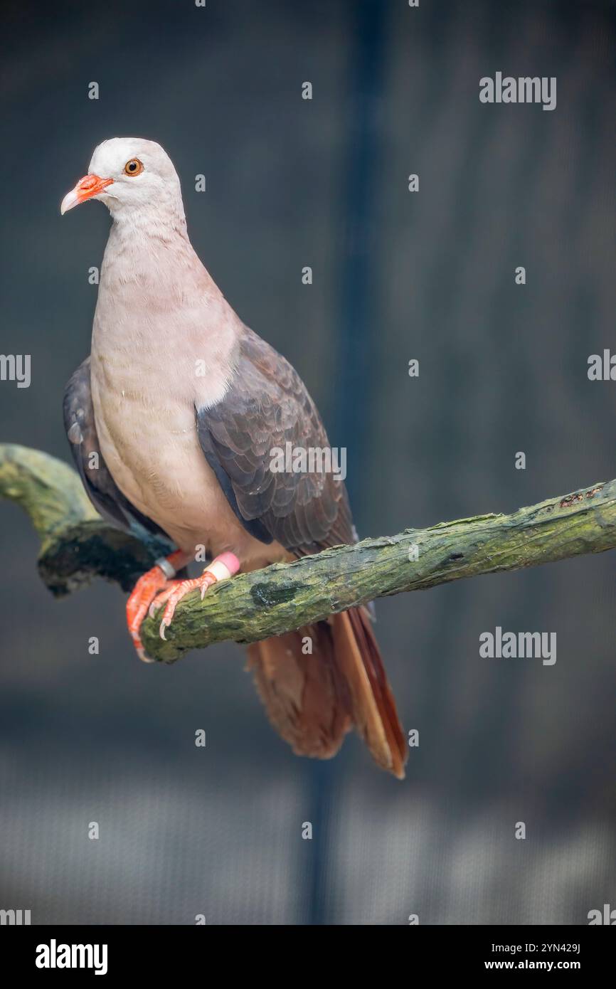 Le pigeon rose (Nesoenas mayeri) est une espèce rare et menacée de ...