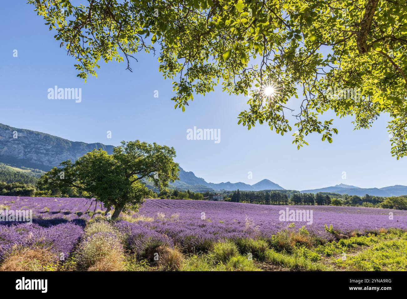France, Drôme, Drôme Provençale, Saoû, noyers dans un champ de fleurs ...