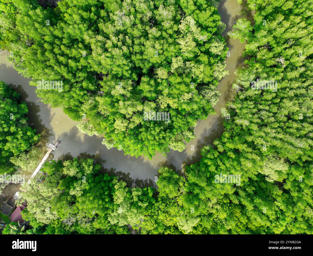 Forêt de mangroves vertes. Séquestration et stockage du carbone ...