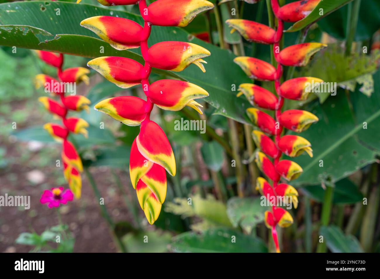 Heliconia psittacorum ou bec de perroquet, la griffe de homard ...