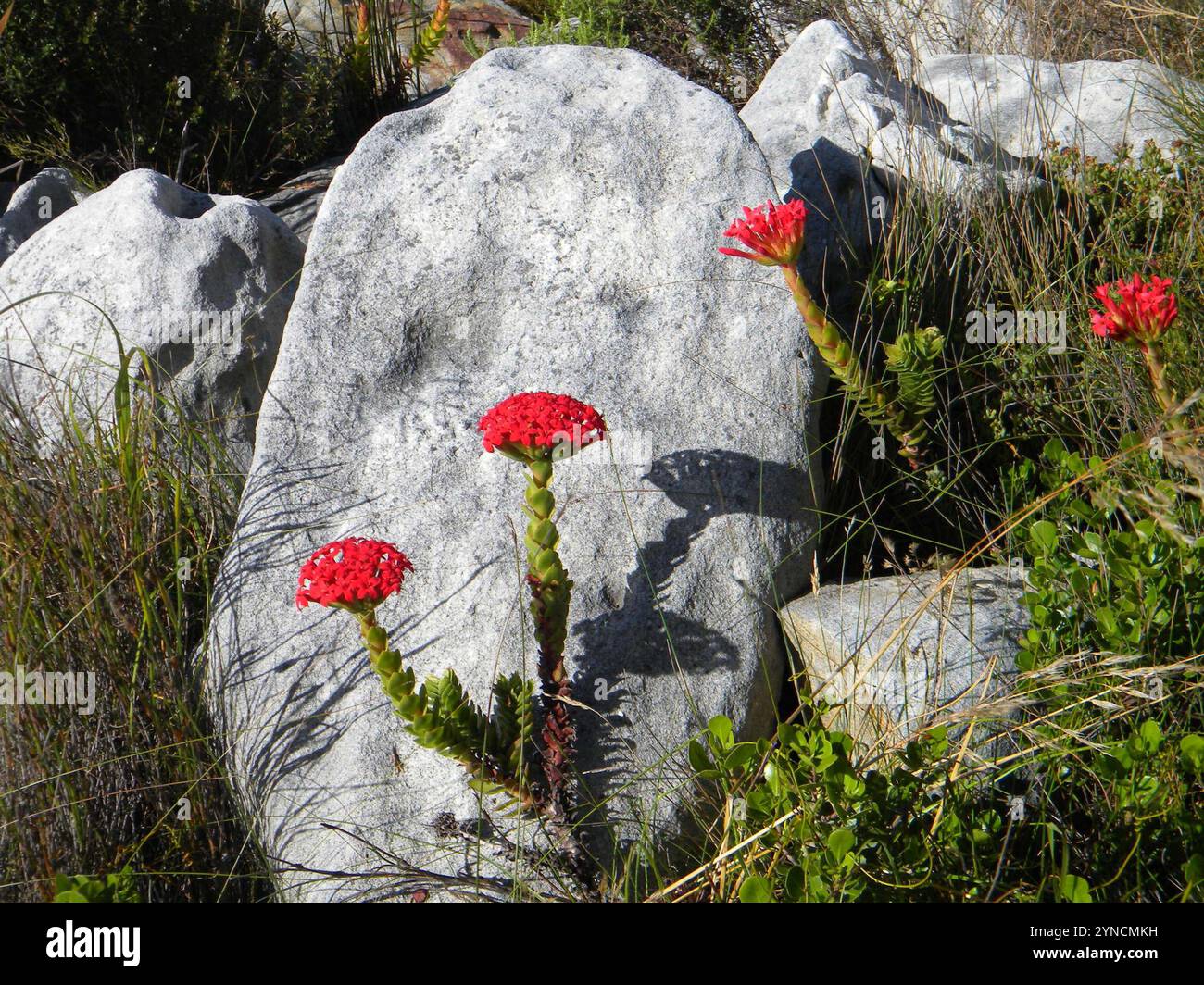 Rochea coccinea Banque de photographies et d’images à haute résolution ...