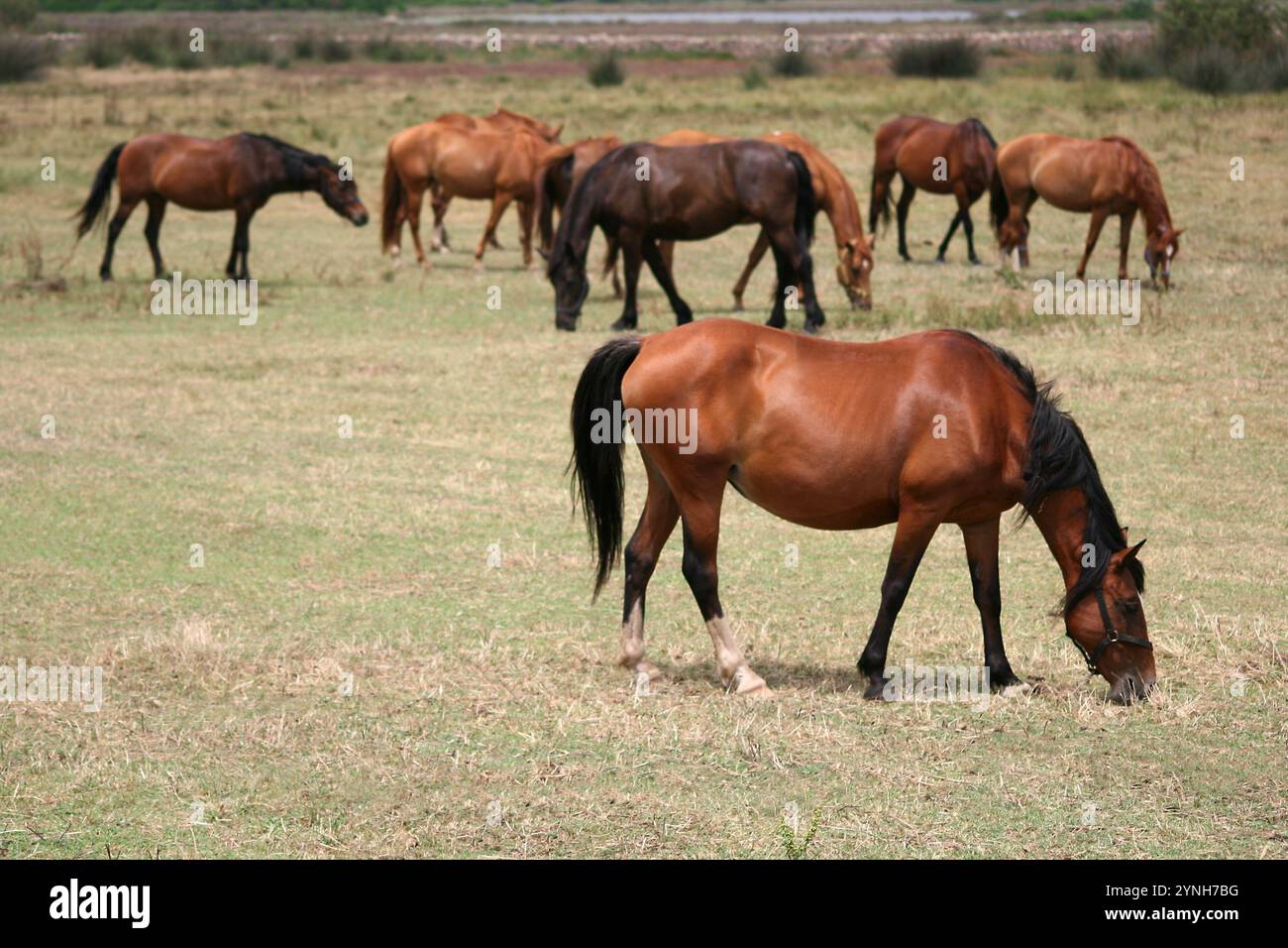Chevaux sauvage course Banque de photographies et d’images à haute ...