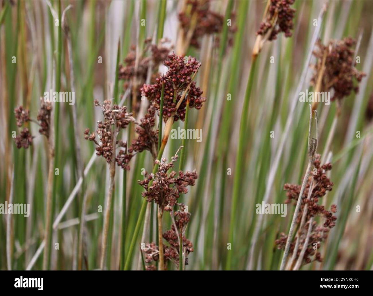 Juncus acutus Banque de photographies et d’images à haute résolution ...