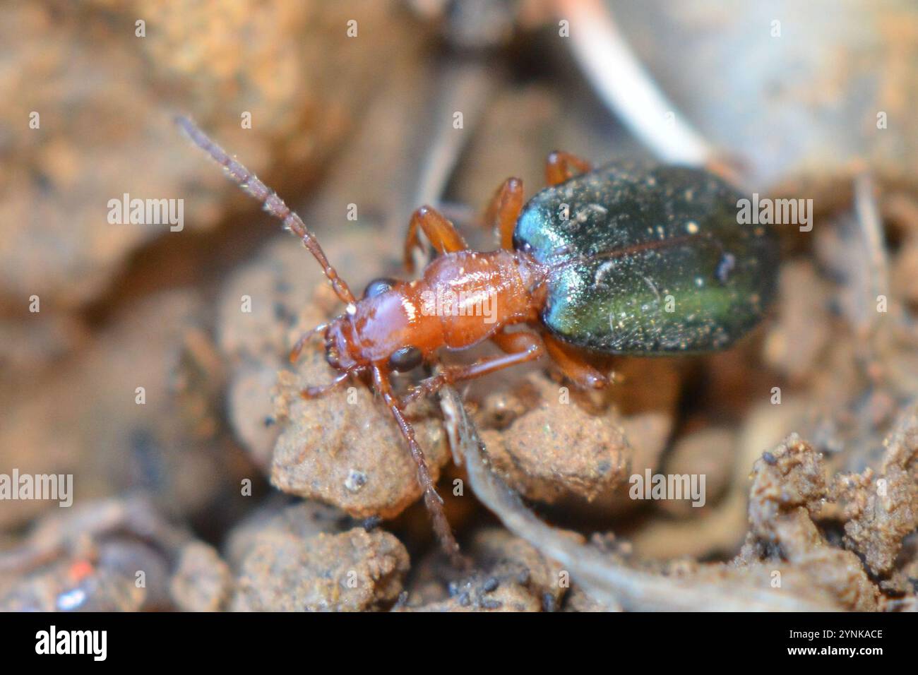 Brachinus explodens Banque de photographies et d’images à haute ...