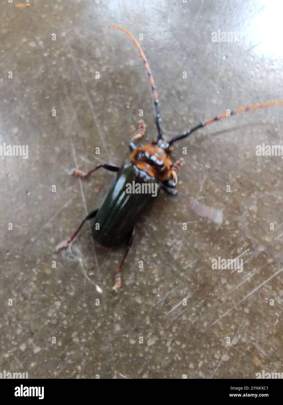 Retrachydes thoracicus Banque de photographies et d’images à haute ...