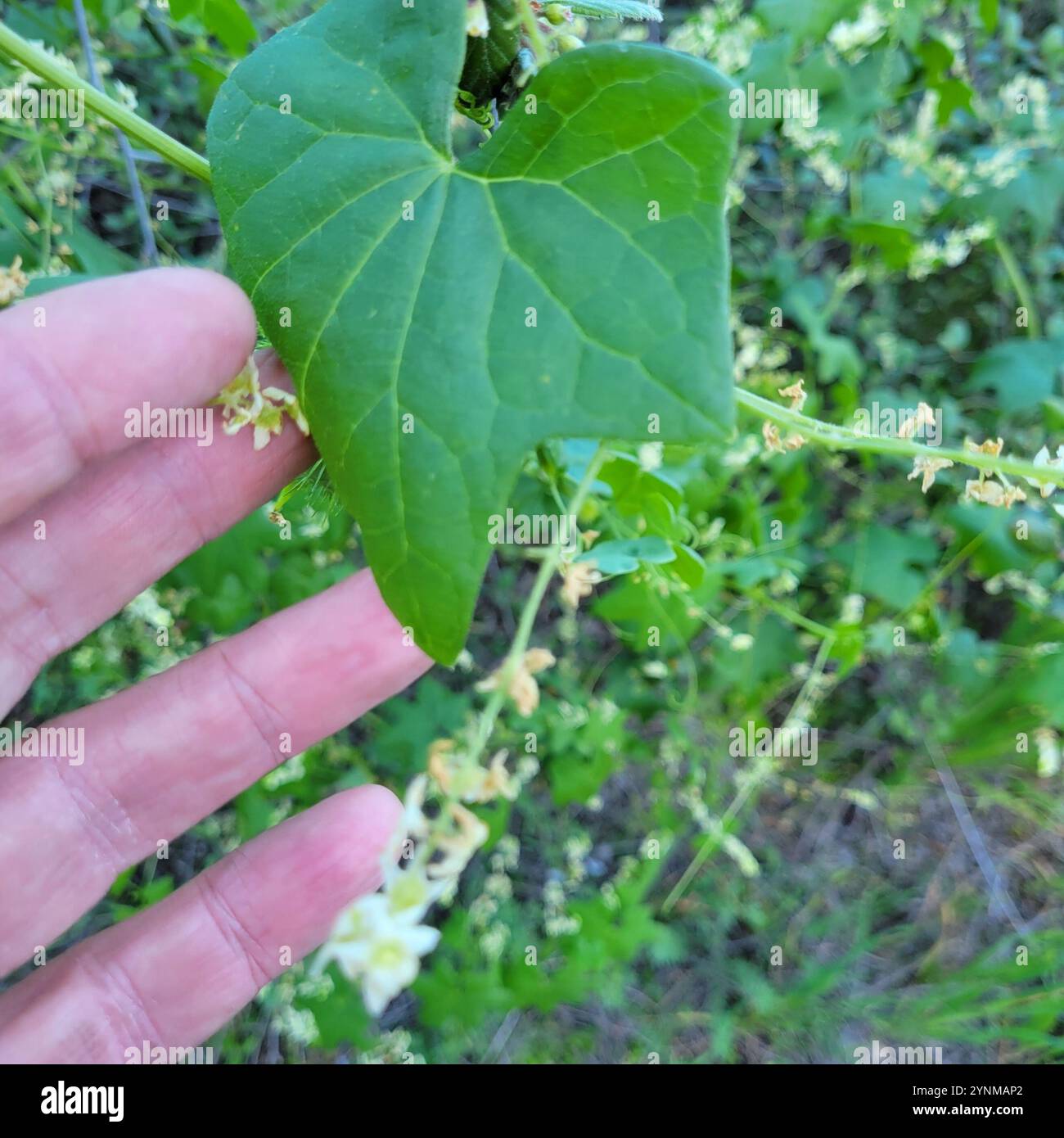 Marah fabacea Banque de photographies et d’images à haute résolution ...