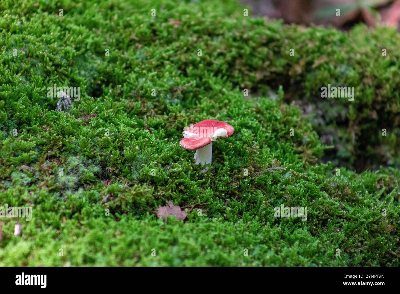 Champignons rouges Banque de photographies et d’images à haute ...