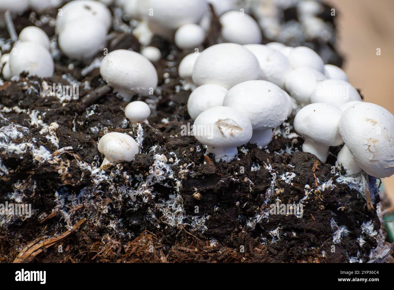Culture de champignons blancs, mycélium se développent du compost dans ...