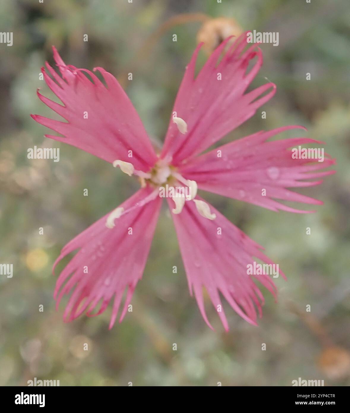 Dianthus namaensis Banque de photographies et d’images à haute ...