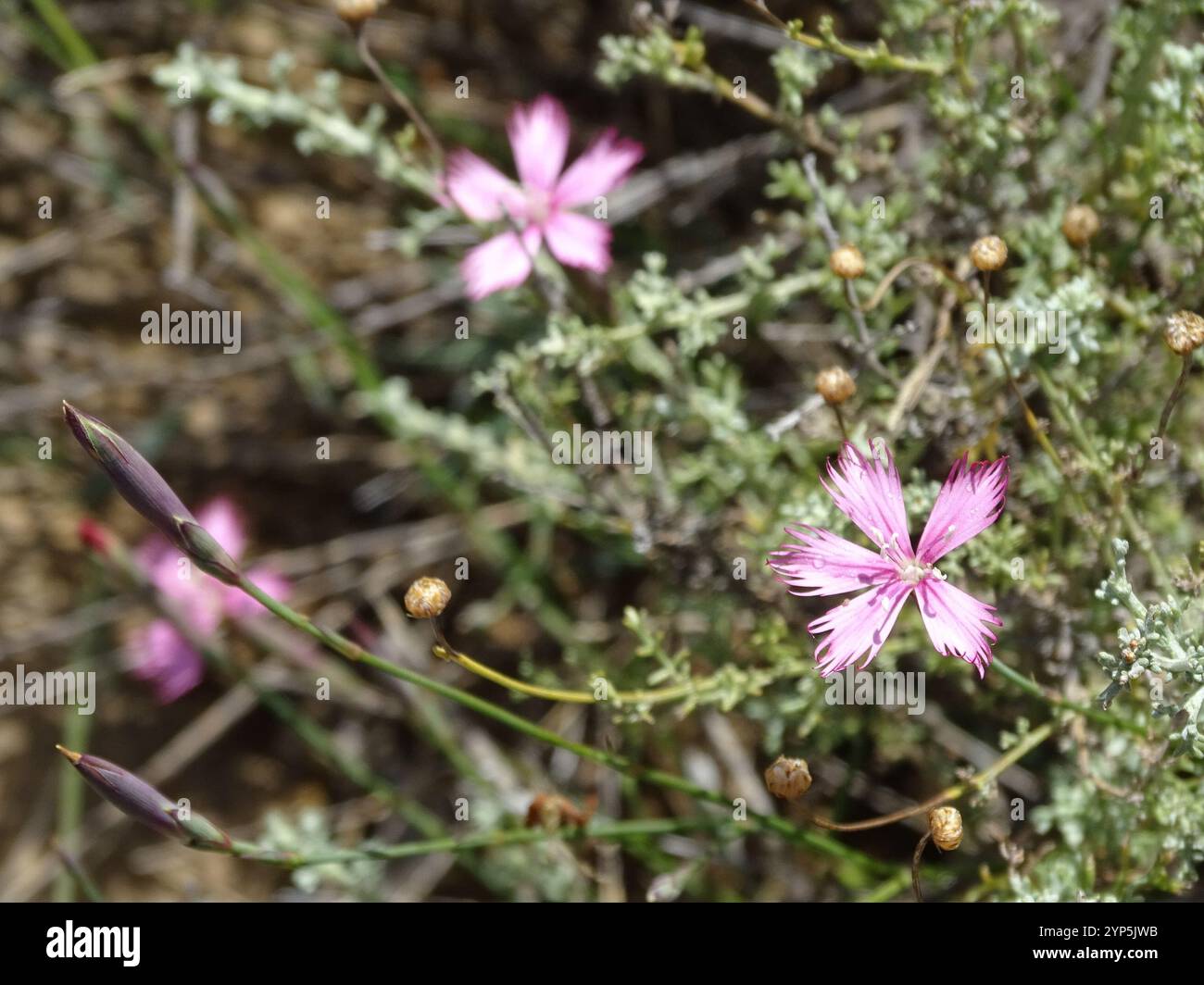 Dianthus namaensis Banque de photographies et d’images à haute ...