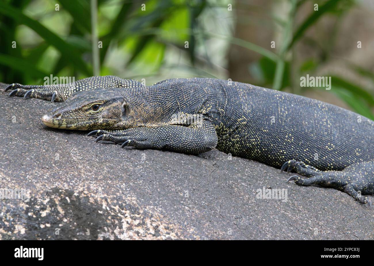 Southeast asian water monitor lizard Banque de photographies et d ...