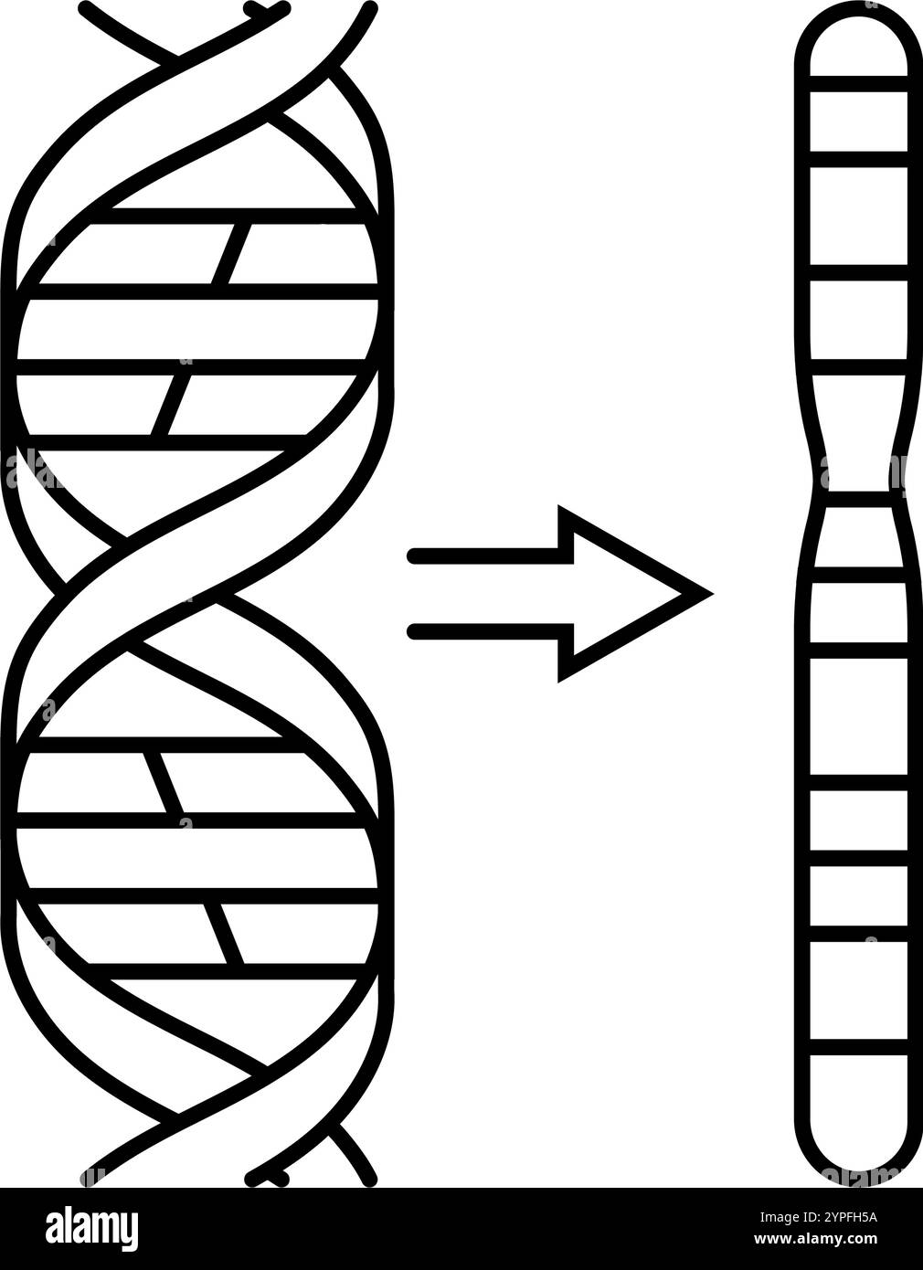 Mutation chromosomique Banque d'images noir et blanc - Alamy