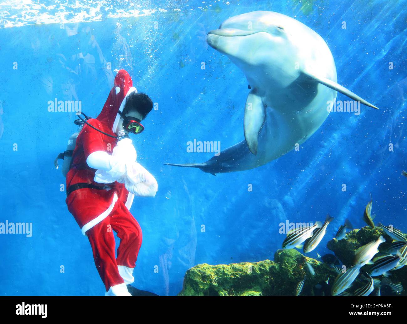 Yokohama, Japon. 1er décembre 2024. Un plongeur du Père Noël nage avec ...