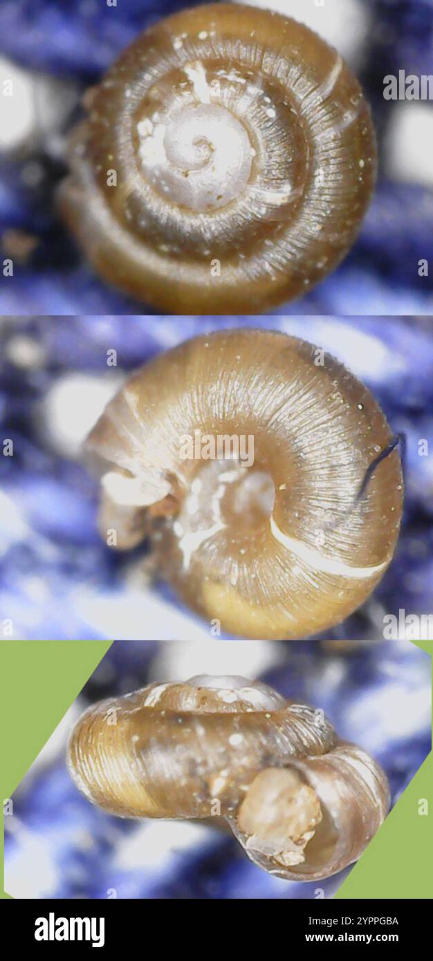 Escargot nain Banque de photographies et d’images à haute résolution ...