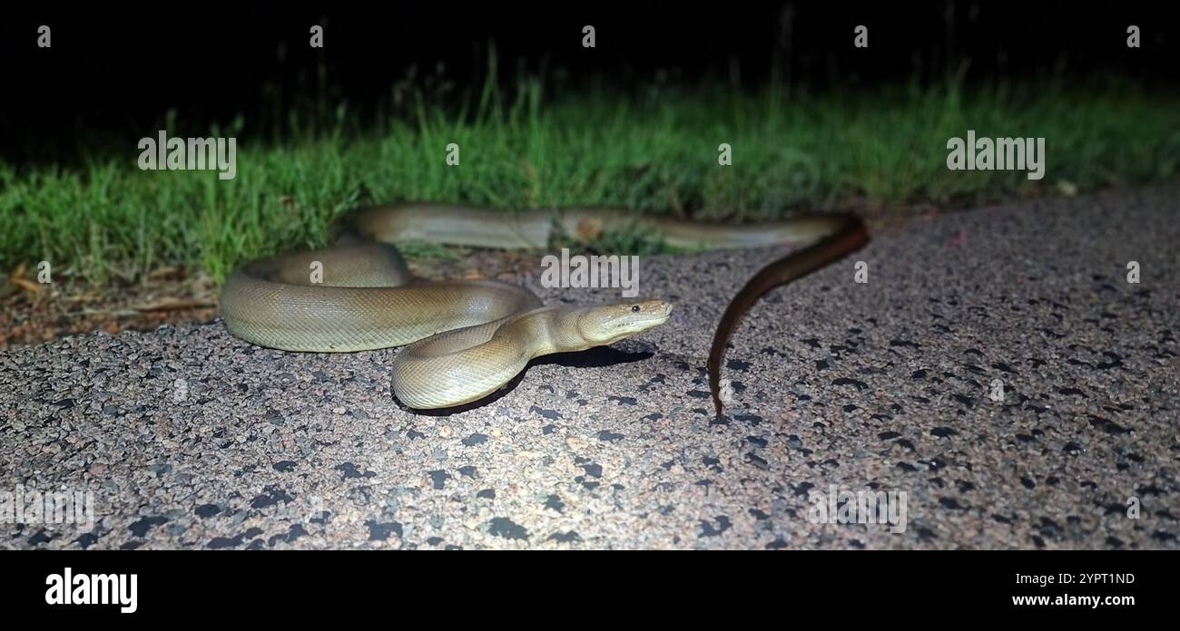 Olive python liasis olivaceus Banque de photographies et d’images à ...