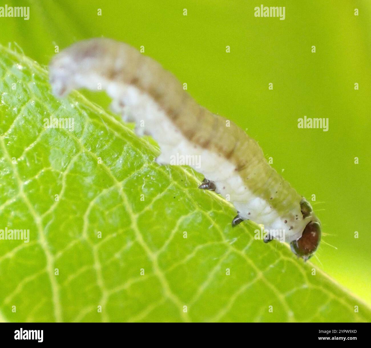 Quaker rouge Banque de photographies et d’images à haute résolution - Alamy
