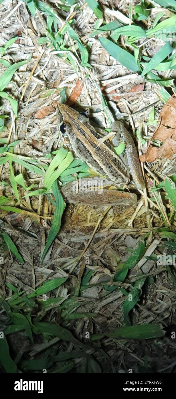Litoria nasuta Banque de photographies et d’images à haute résolution ...