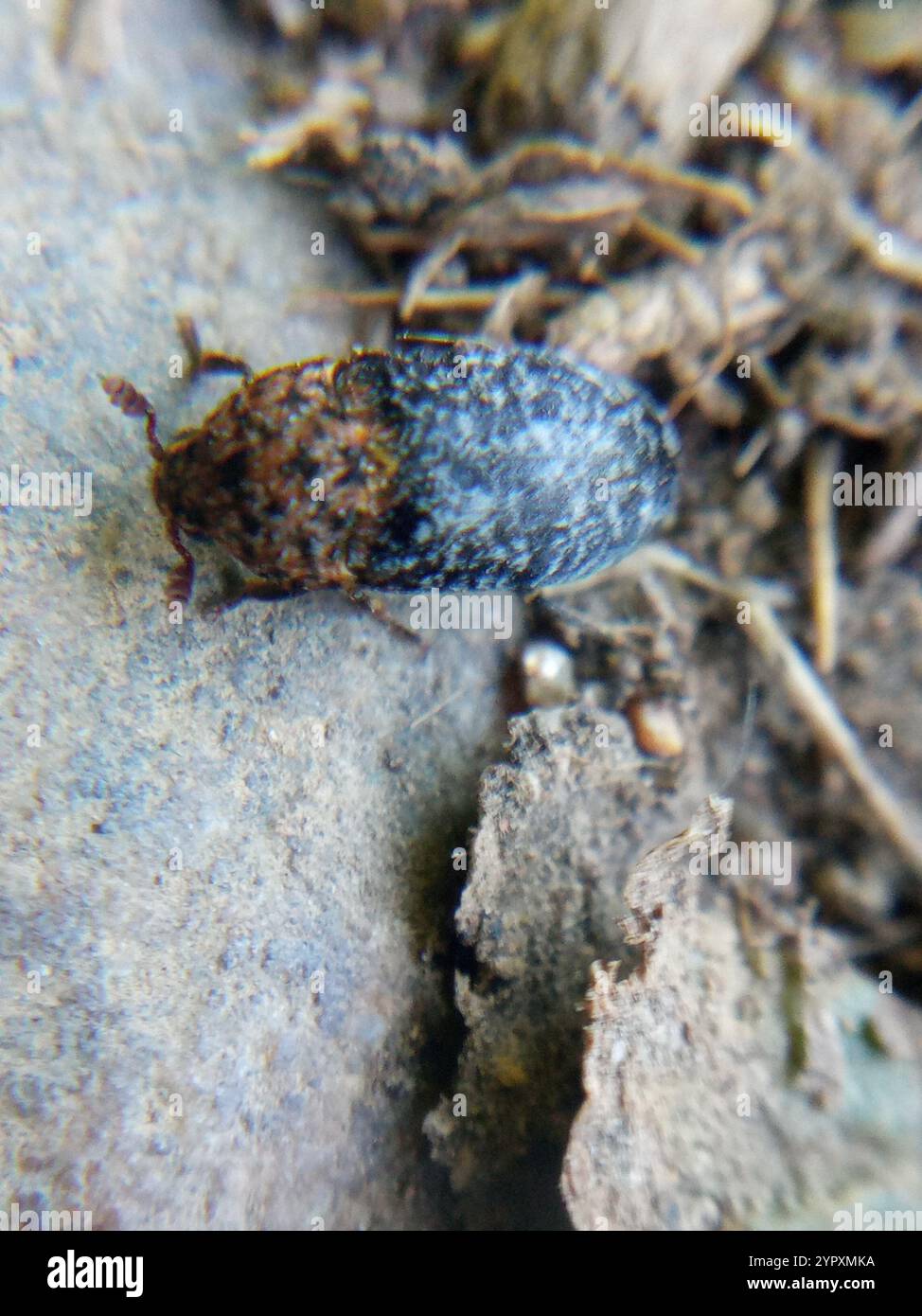 Dermestes undulatus Banque de photographies et d’images à haute ...