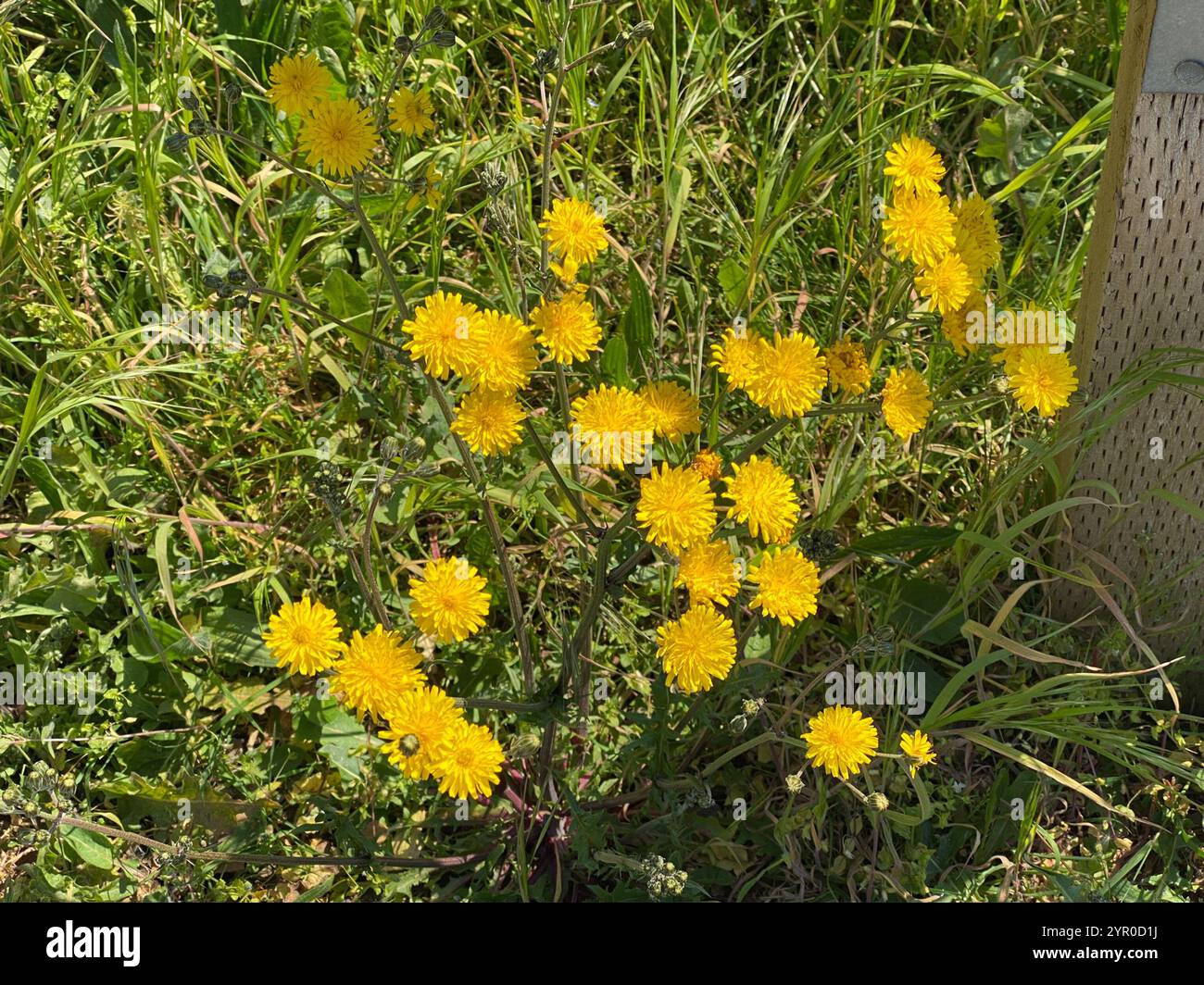 Crepis vesicaria taraxacifolia Banque de photographies et d’images à ...