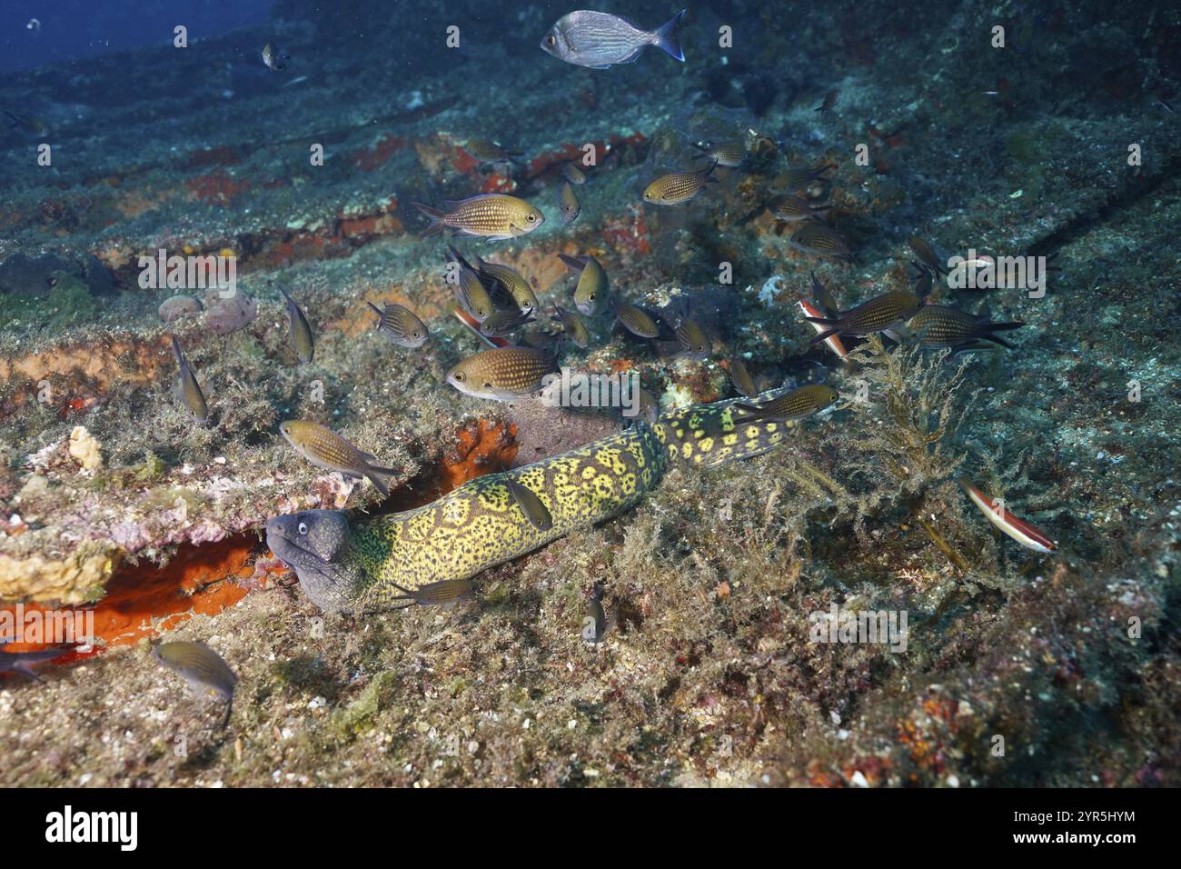 Javan moray Banque de photographies et d’images à haute résolution - Alamy