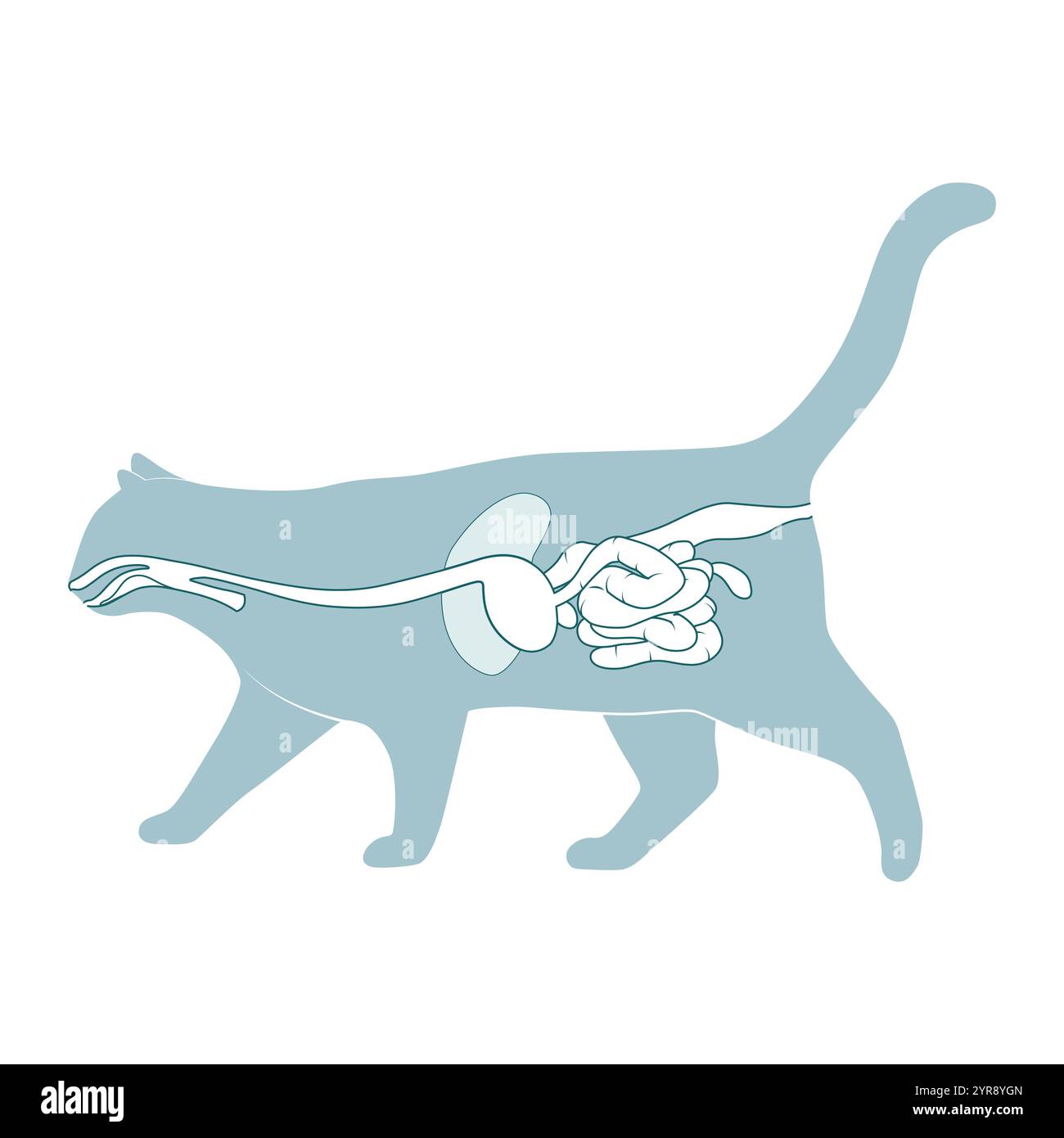 Appareil digestif chat Banque d'images vectorielles - Alamy