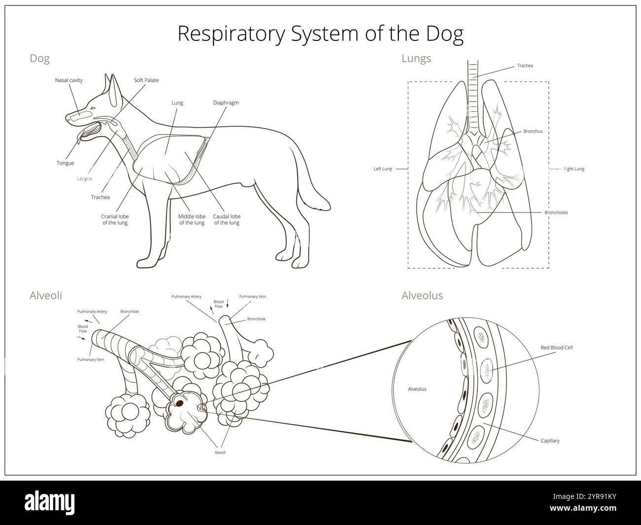 Système respiratoire de chien Banque de photographies et d’images à ...
