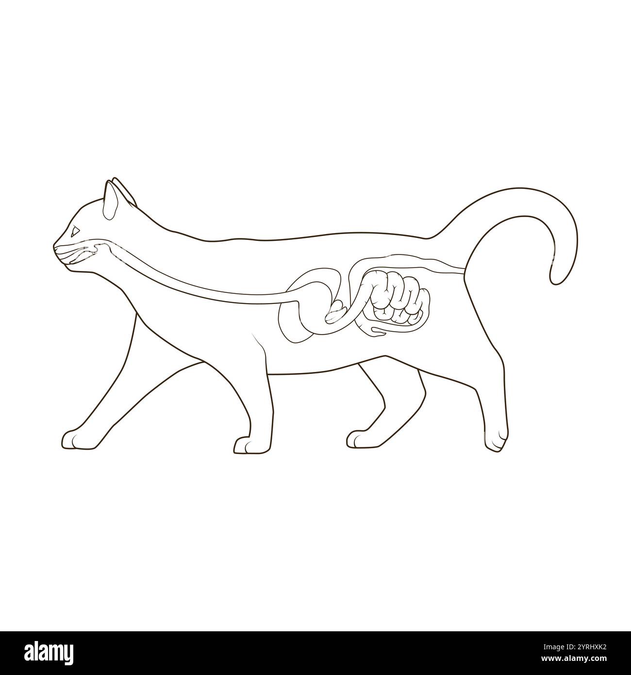 Appareil digestif chat Banque d'images vectorielles - Alamy