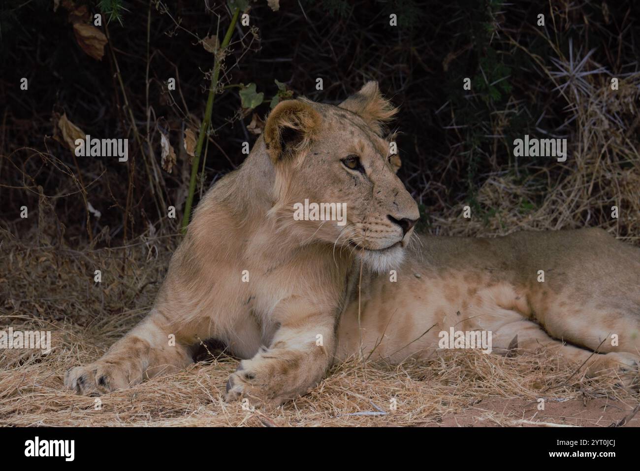 Somali lion Banque de photographies et d’images à haute résolution - Alamy