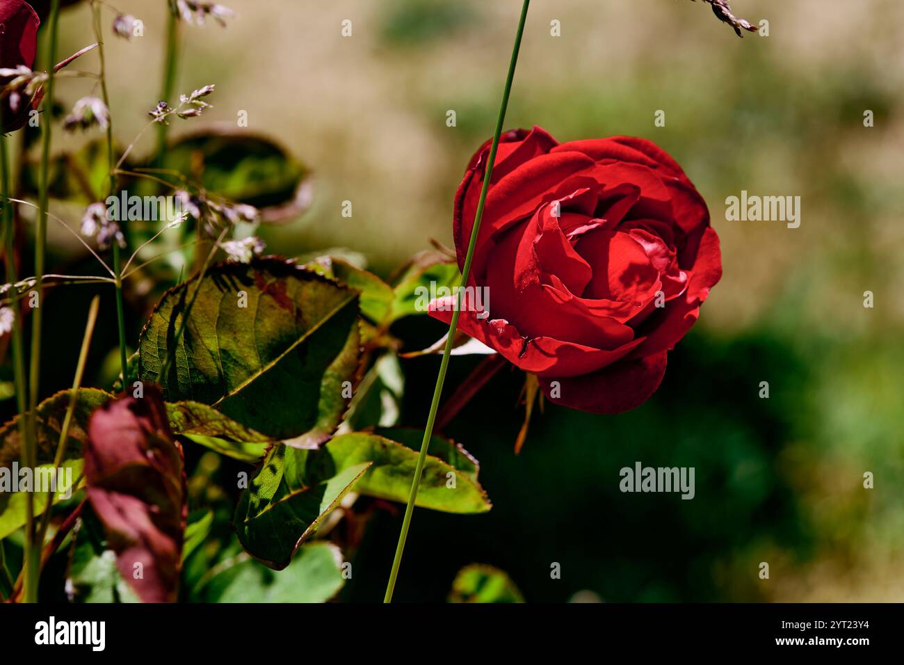 Des exemples de significations communes de roses de différentes ...