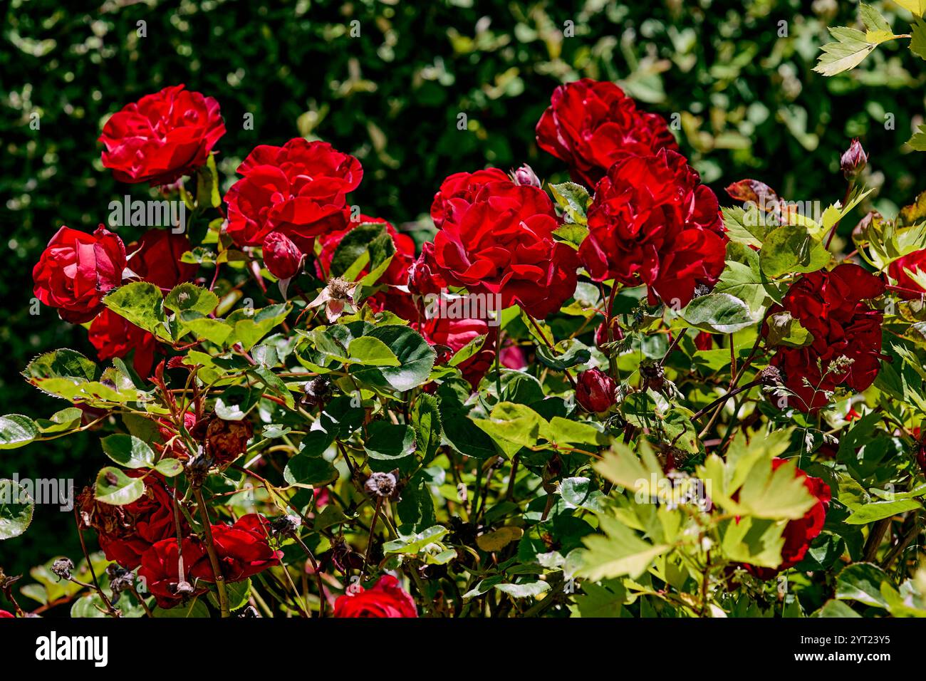 Des exemples de significations communes de roses de différentes ...