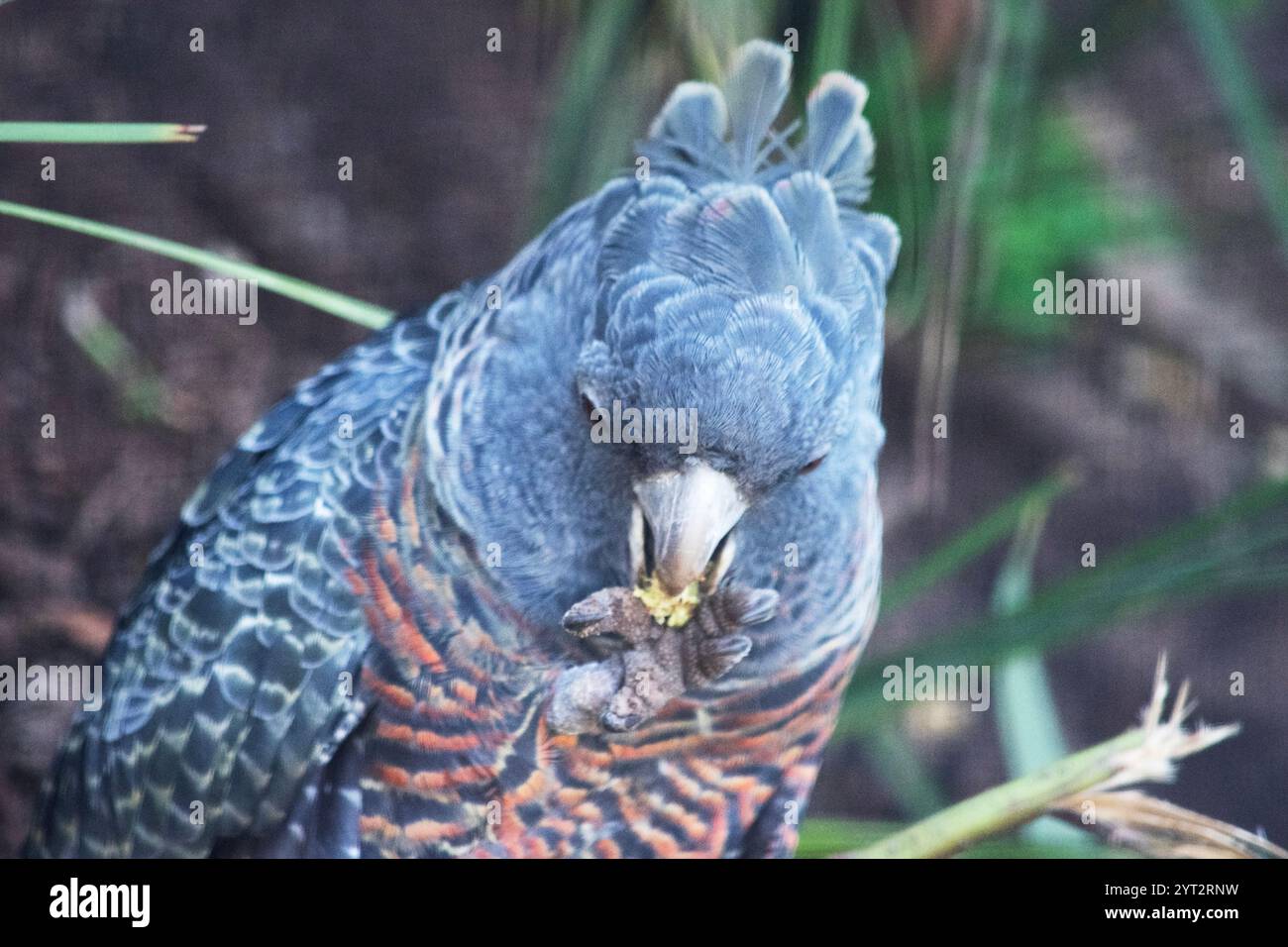 Le perroquet gang-gang mâle a un petit cacatoès trapu avec une crête grise torsadée, de grandes ...