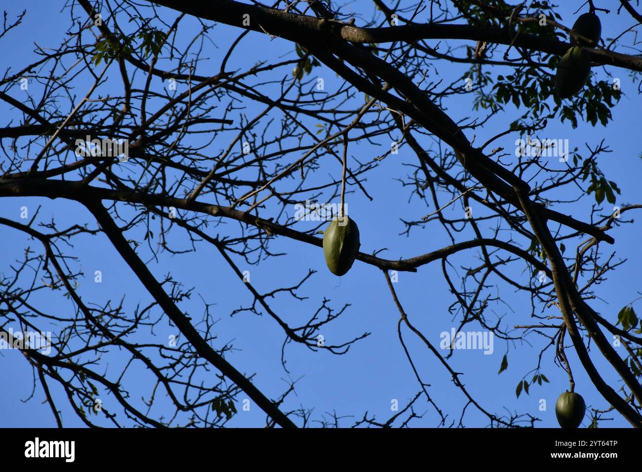 Kapok fibre Banque de photographies et d’images à haute résolution - Alamy