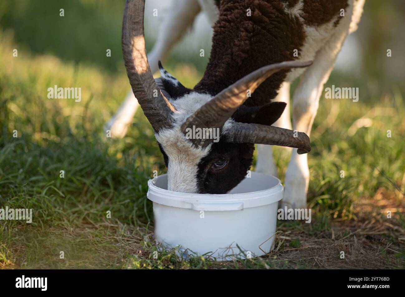 Goat eats Banque de photographies et d’images à haute résolution - Alamy