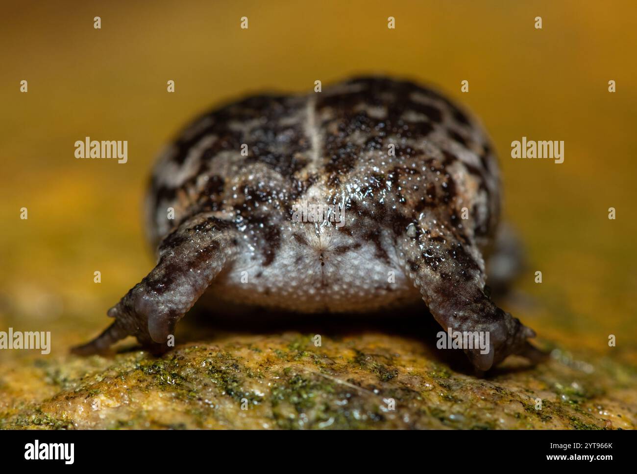 Arrière d'une grenouille de pluie de Rose (Breviceps rosei), également ...