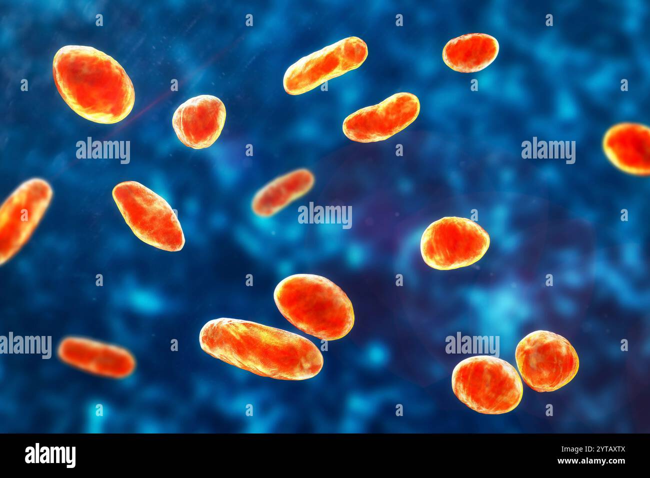 Morfología de la cavidad bucal Banque de photographies et d’images à ...