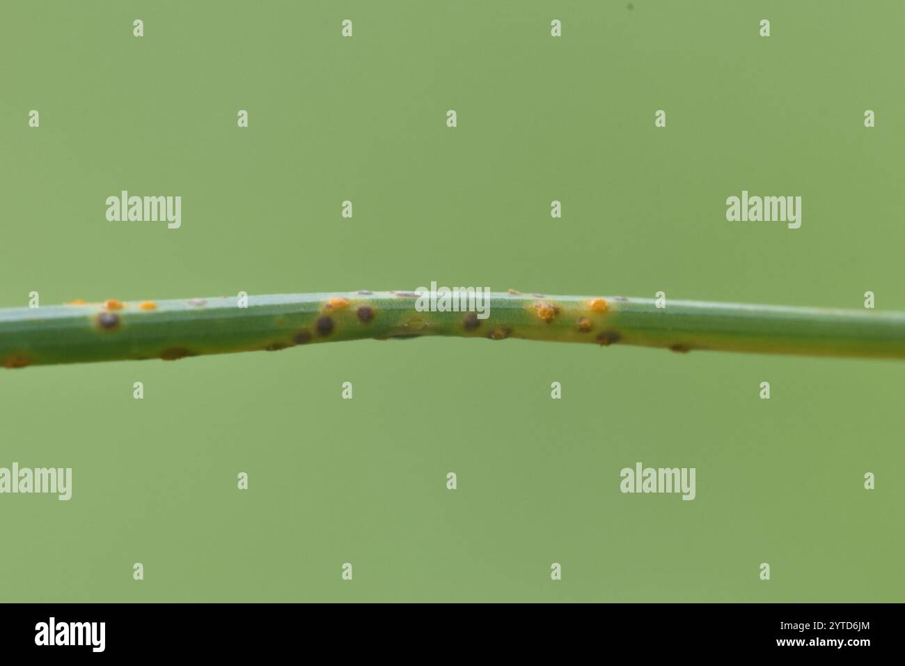 Allium rust Banque de photographies et d’images à haute résolution - Alamy