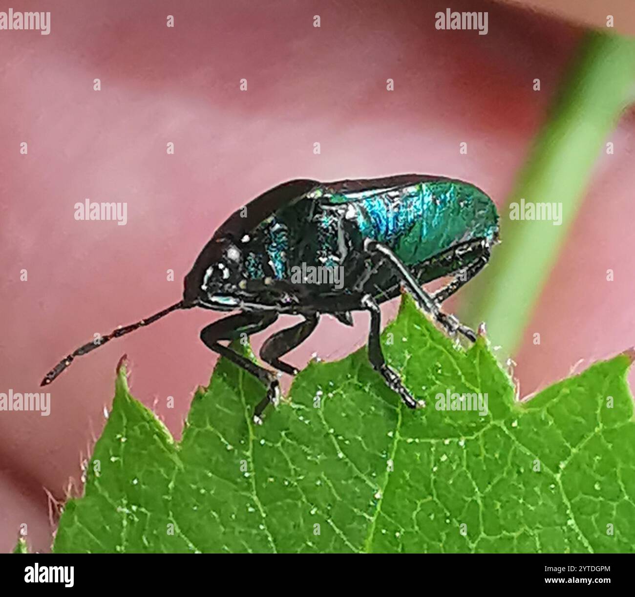Bug bleu zicrona caerulea Banque de photographies et d’images à haute résolution - Alamy