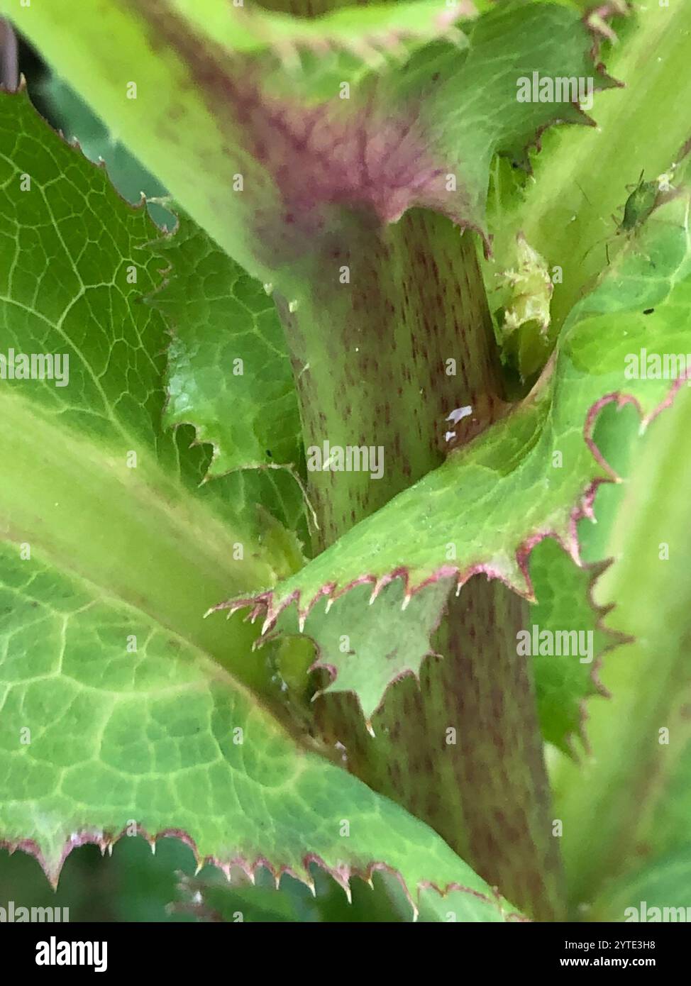 Lactuca virosa Banque de photographies et d’images à haute résolution ...