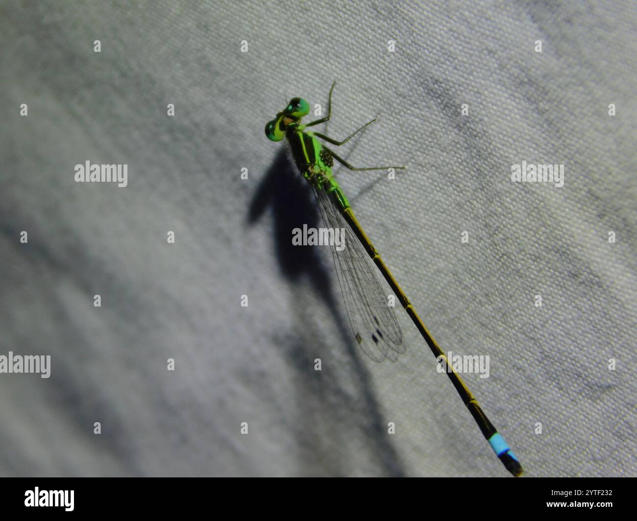 Ramburii ramburii Banque de photographies et d’images à haute ...
