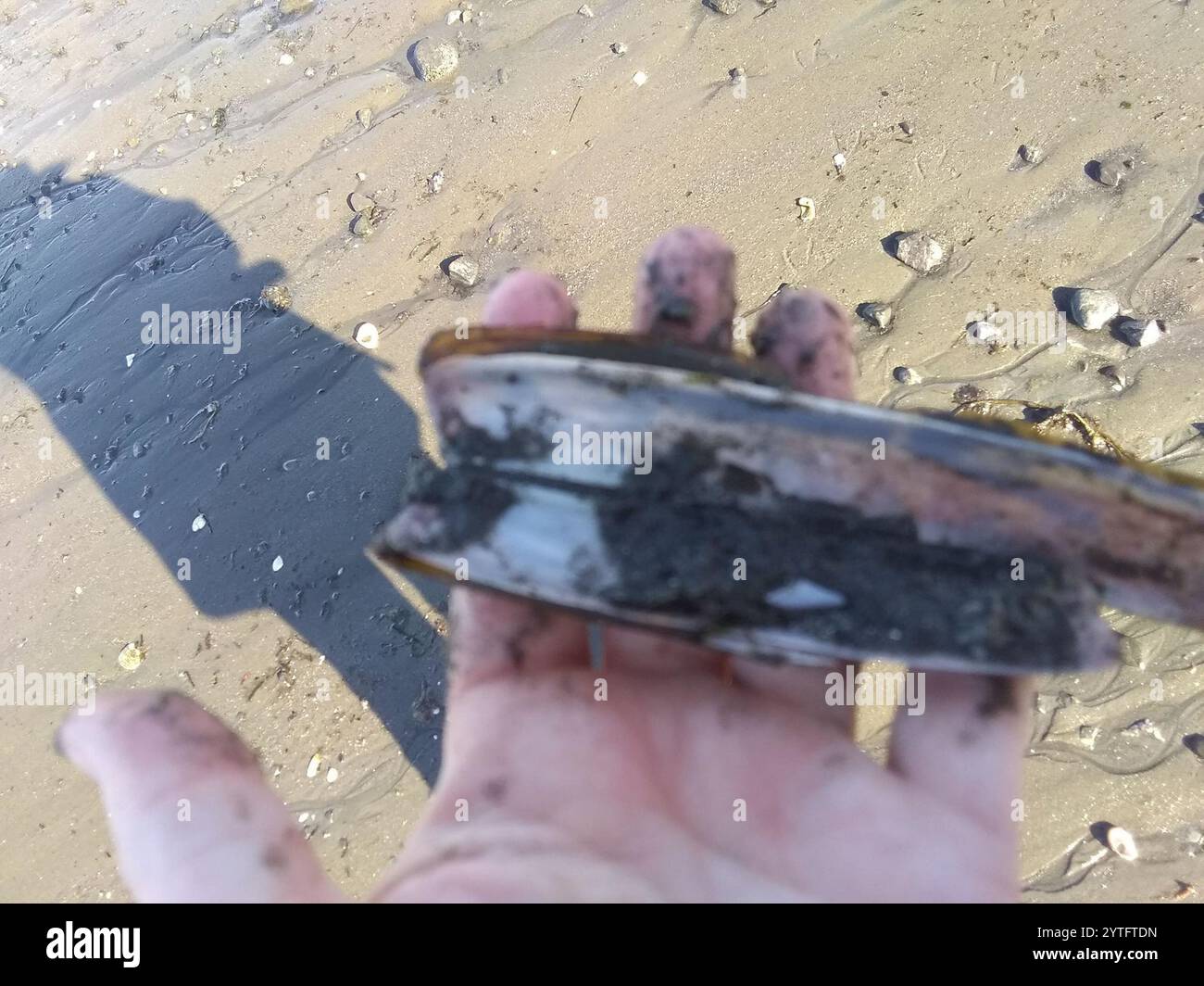 Atlantic Jackknife (Ensis leei Photo Stock - Alamy