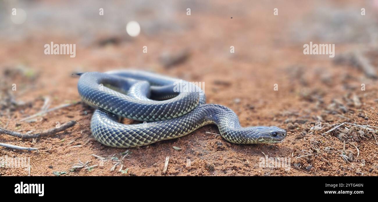 Pseudechis australis Banque de photographies et d’images à haute ...
